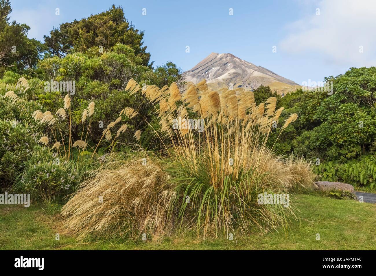 Reeds growing egmont national park mount taranaki background hi-res ...