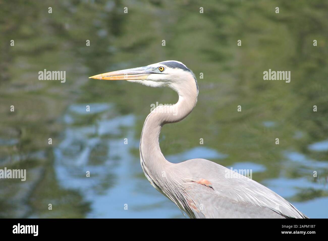 Great Blue Heron- FL Stock Photo - Alamy