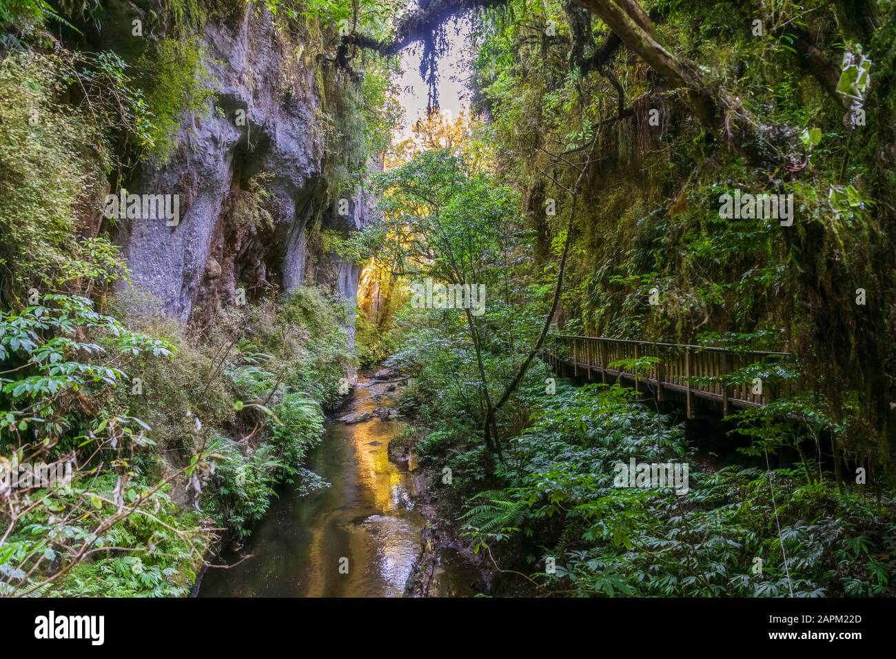 New Zealand, Oceania, North Island, Waitomo, Mangapohue Natural Bridge ...