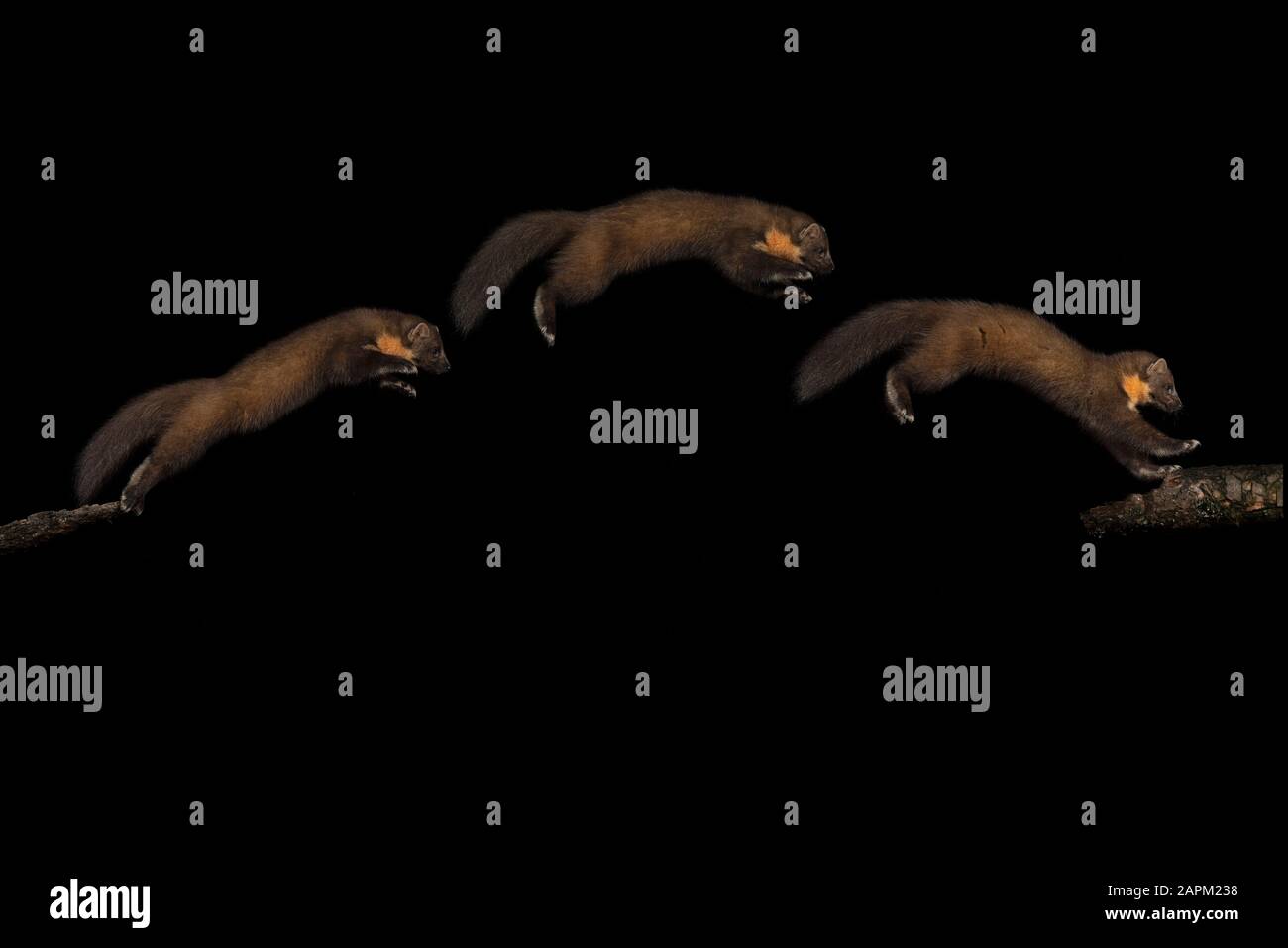 Animal movements phases hi-res stock photography and images - Alamy