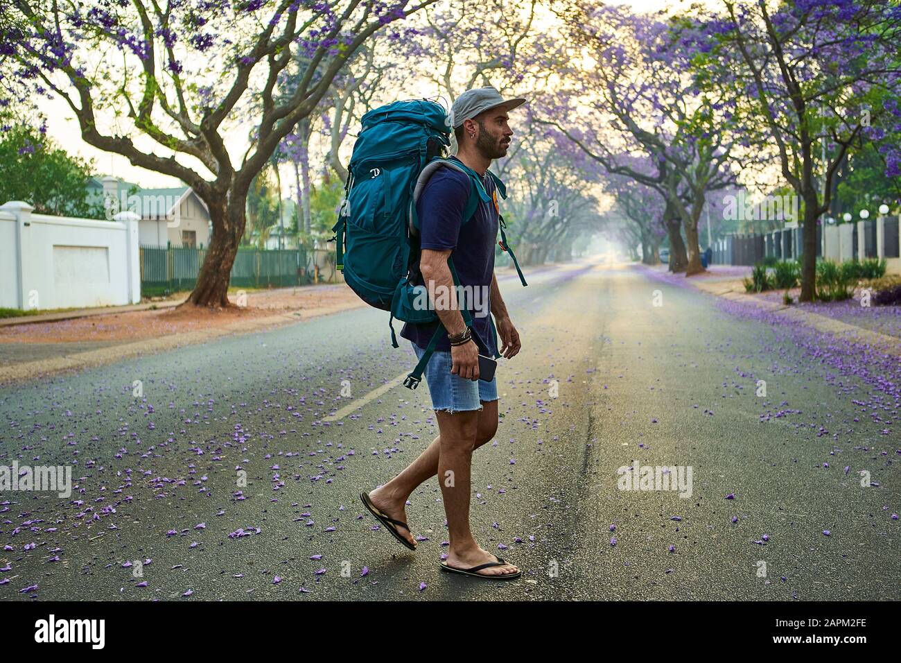 Jacaranda mim hi-res stock photography and images - Alamy