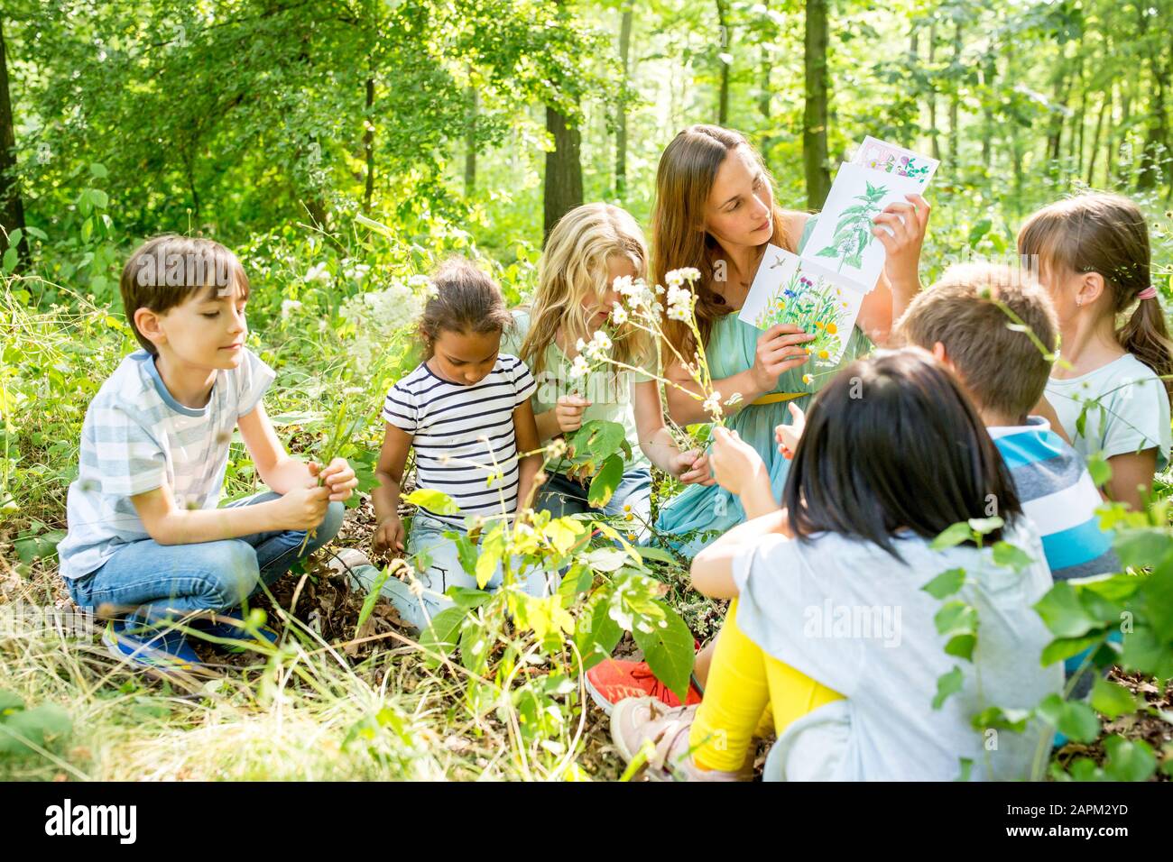 School children learning to recognize plants in nature Stock Photo - Alamy