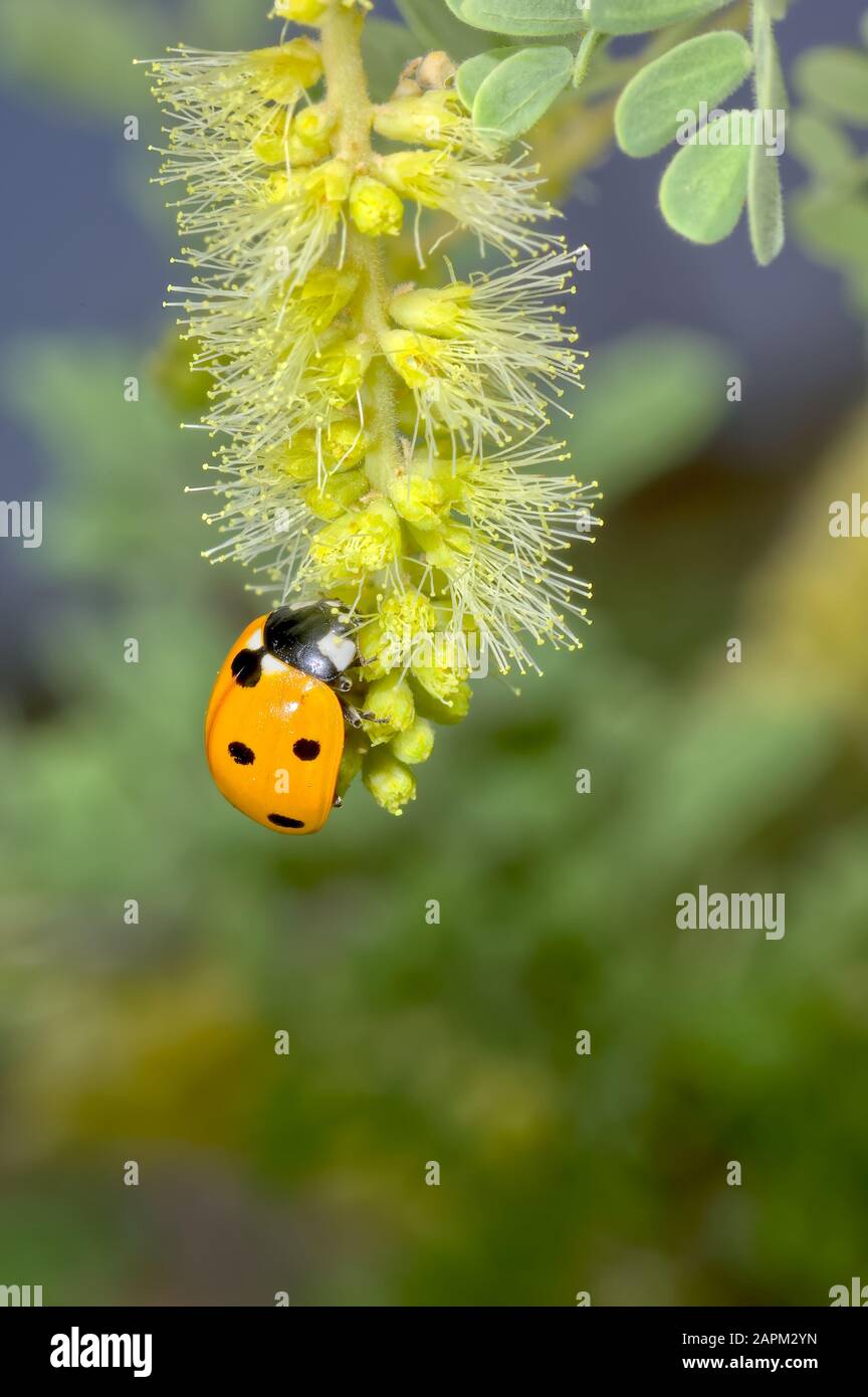 Ladybug feeding hi-res stock photography and images - Alamy