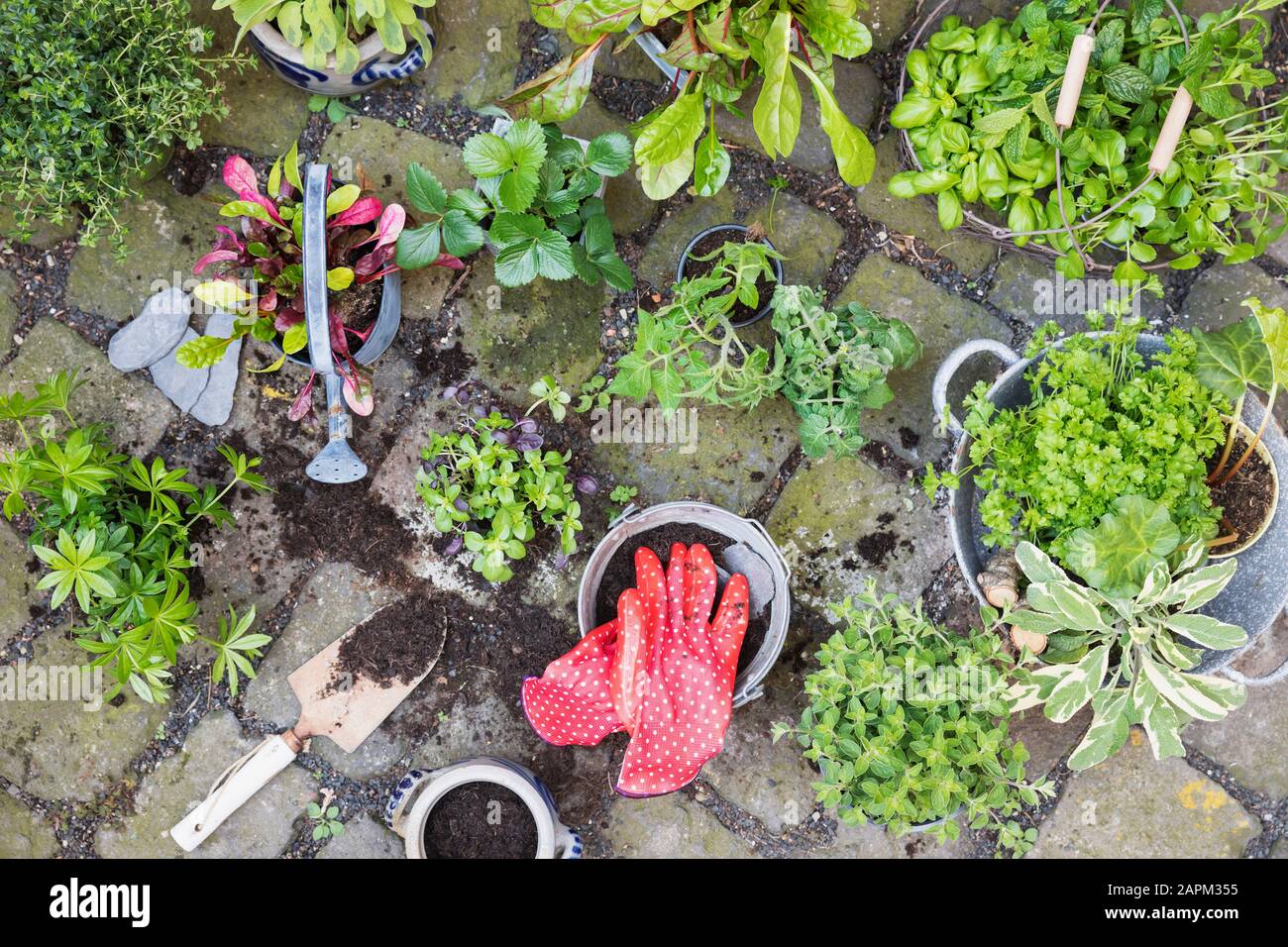 Planting of various green culinary herbs Stock Photo - Alamy