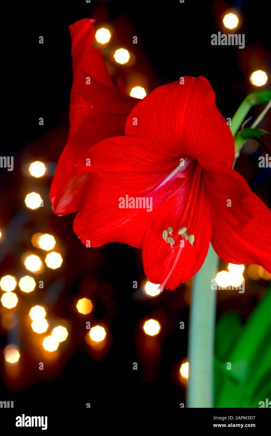 Amaryllis blooming flower hi-res stock photography and images - Alamy
