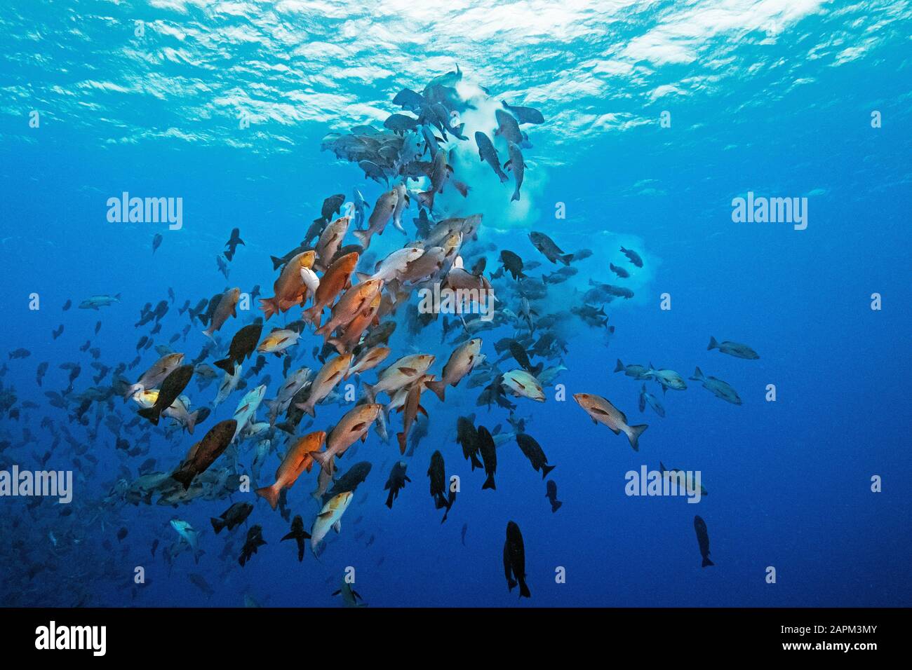 Red snapper spawning in palau hi-res stock photography and images - Alamy