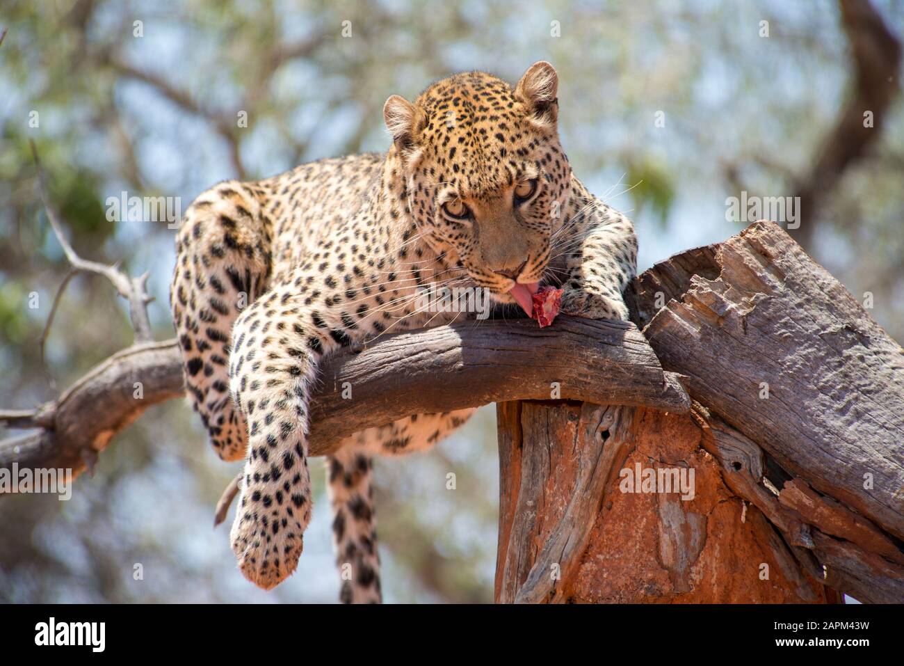 Leopard eating hi-res stock photography and images - Alamy