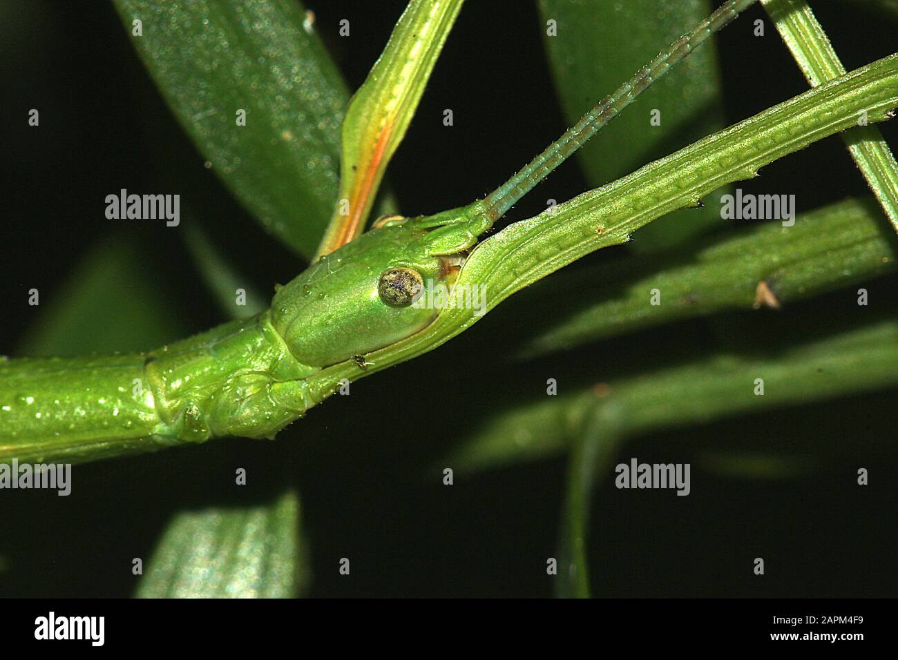 Green & brown stick insects Stock Photo - Alamy