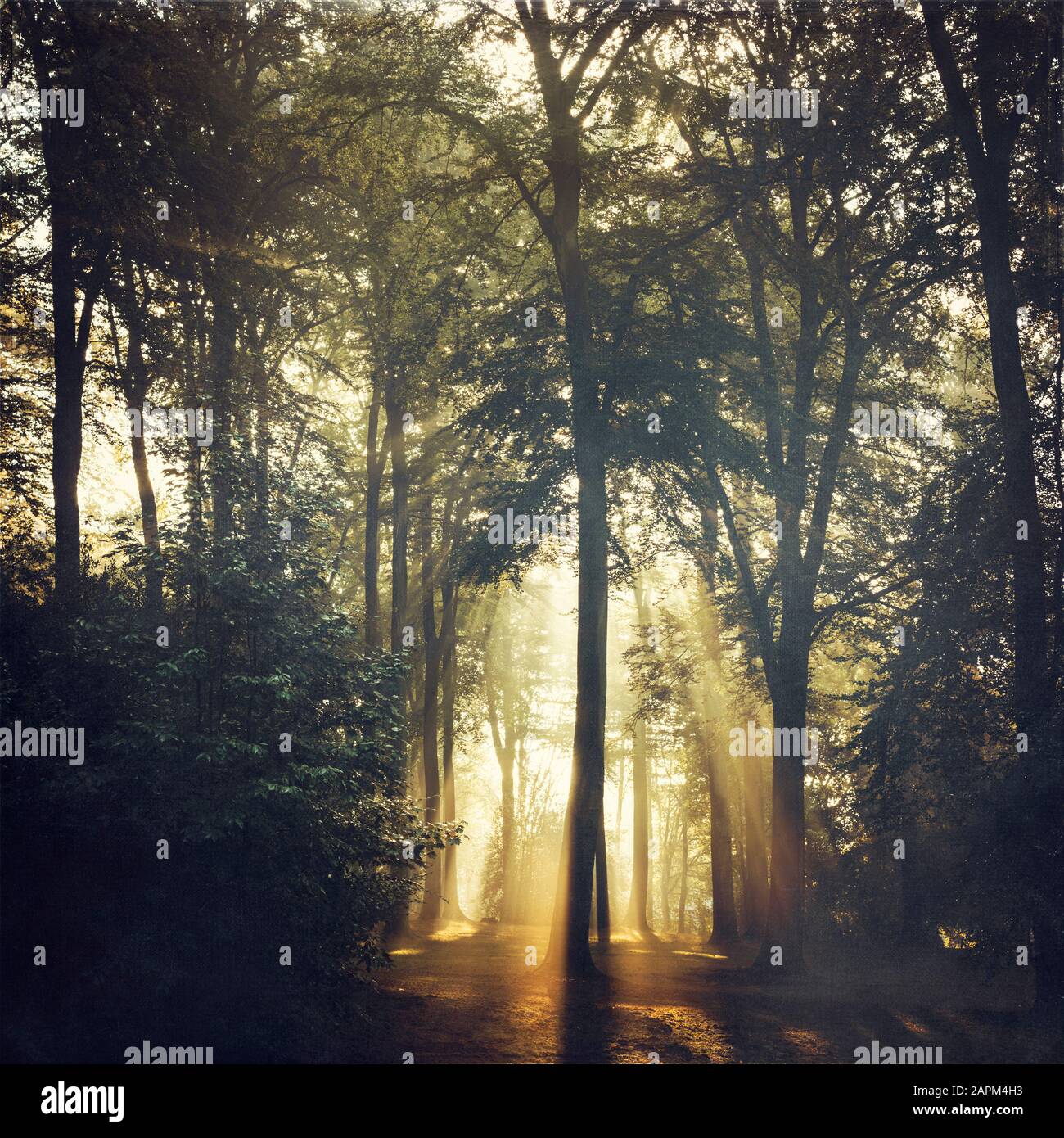 Forest glade path track hi-res stock photography and images - Alamy