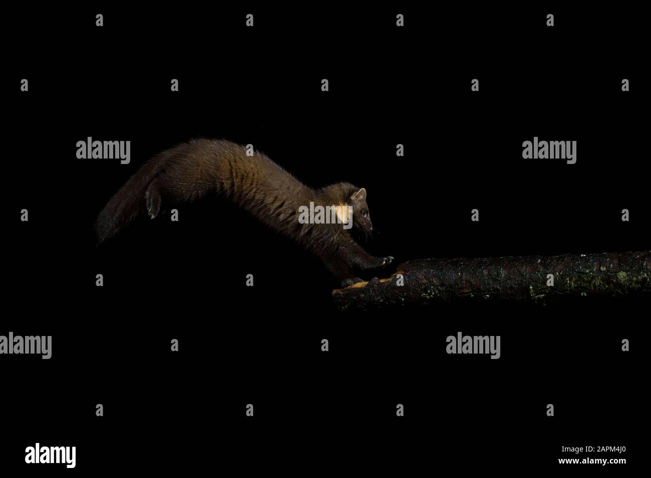 Phases of movement hi-res stock photography and images - Alamy