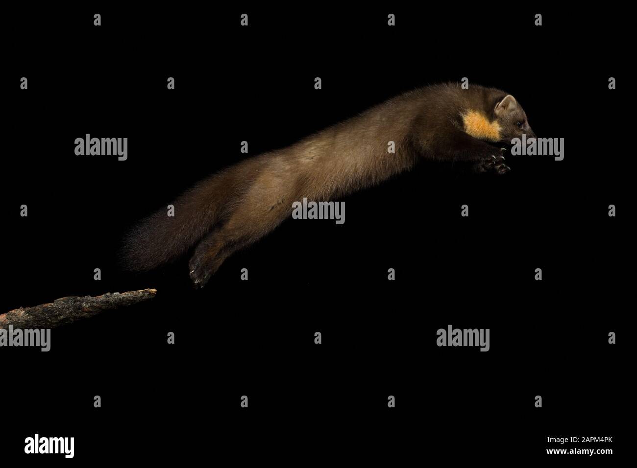 Jumping phases hi-res stock photography and images - Alamy