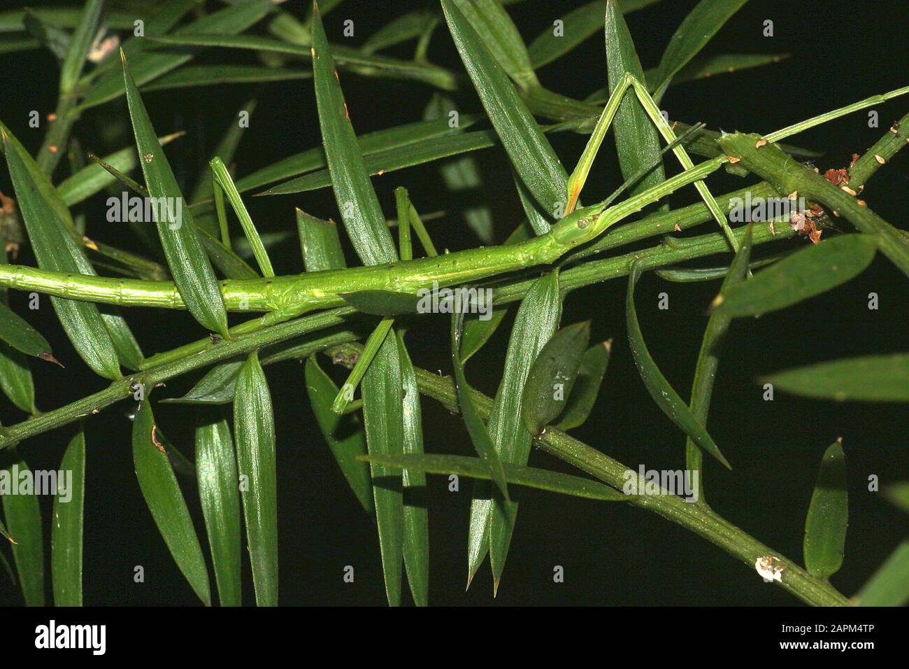 Totara leaf hi-res stock photography and images - Alamy