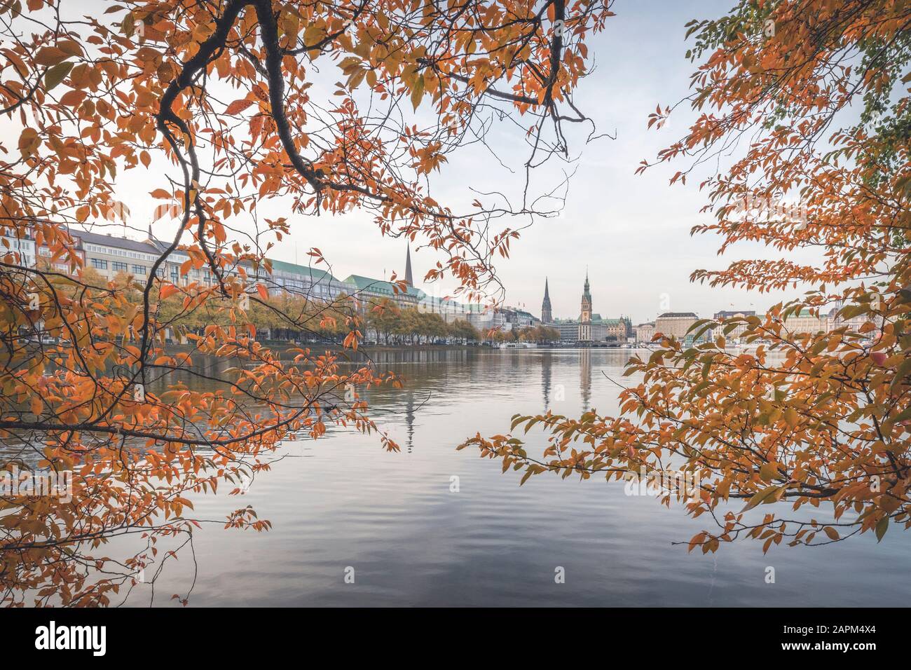 Germany, Hamburg, Autumn tree branches against Inner Alster Lake Stock ...