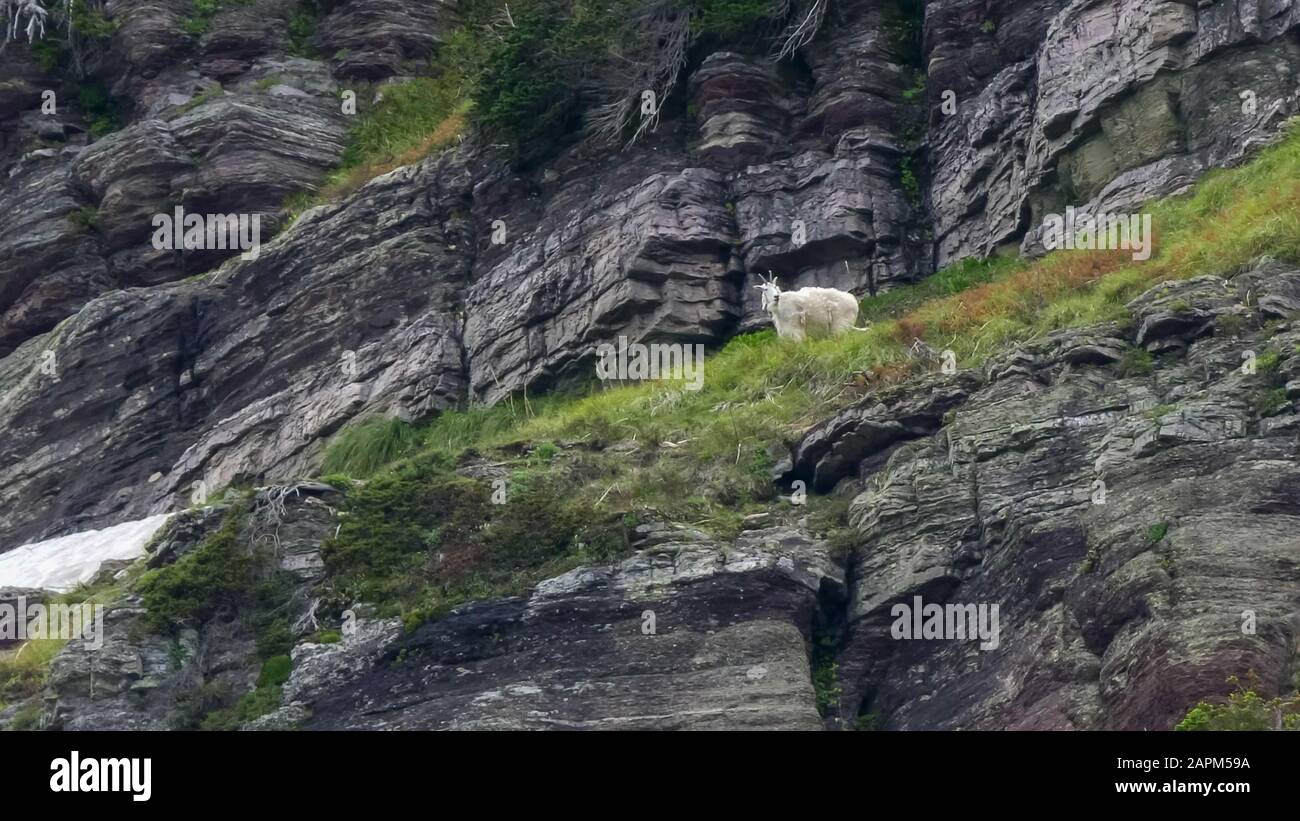 a mountain goat, above a cliff near grinnell glacier, looks around at ...