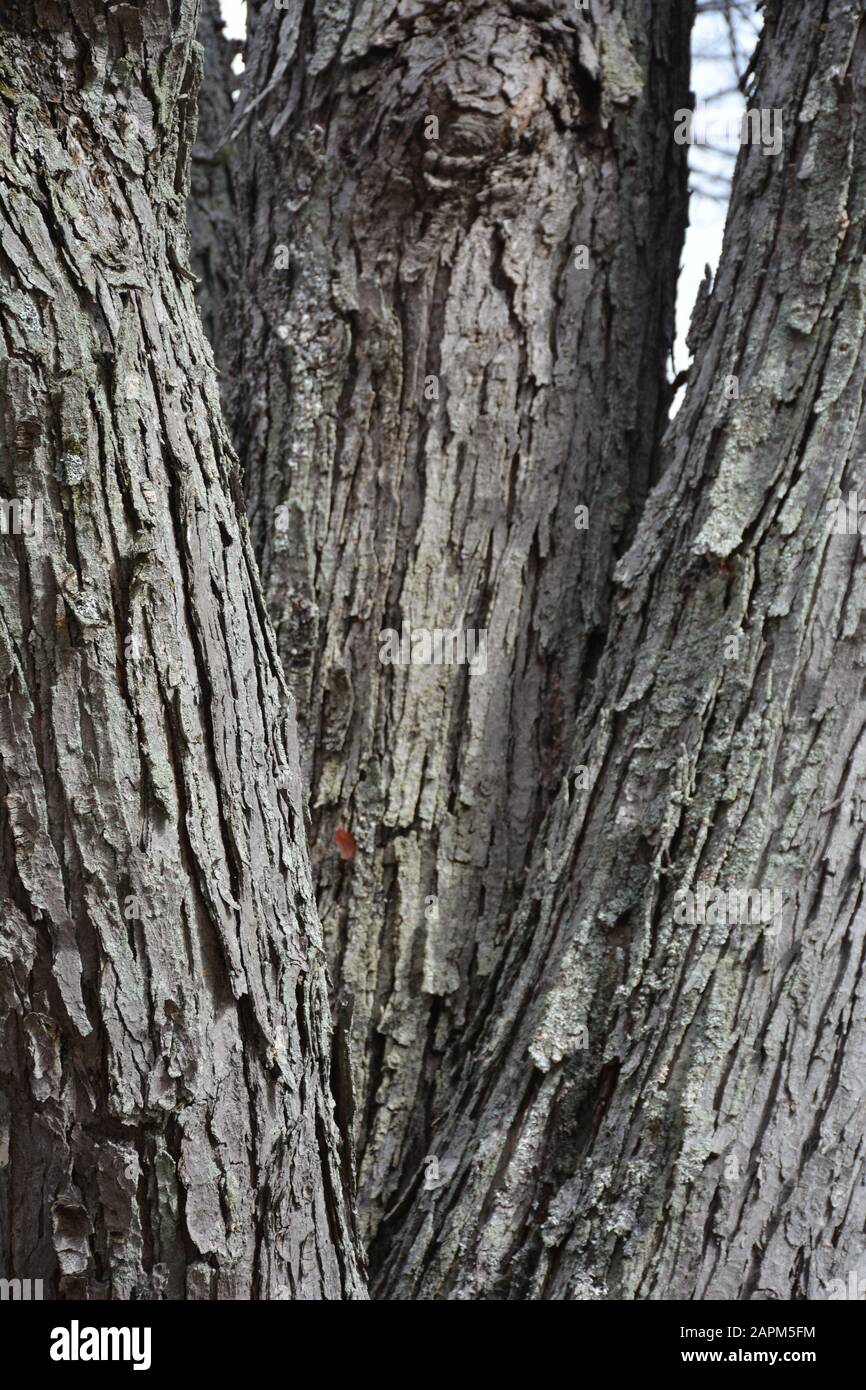 Grey bark hi-res stock photography and images - Alamy