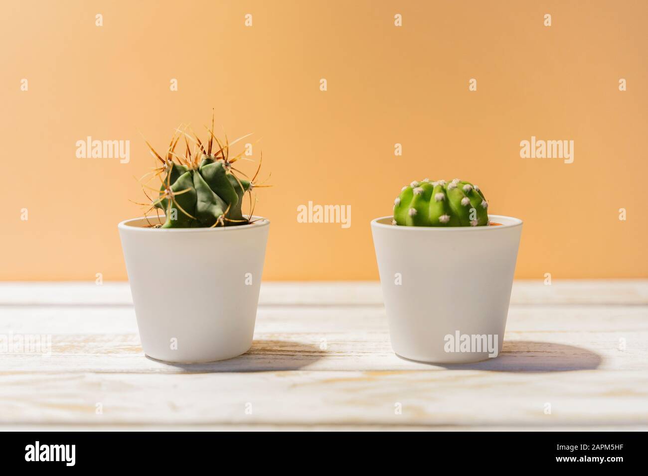 Two cacti in pots Stock Photo - Alamy