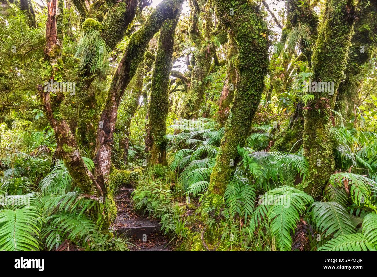New Zealand, Forest footpath toward Dawson Falls in Egmont National ...