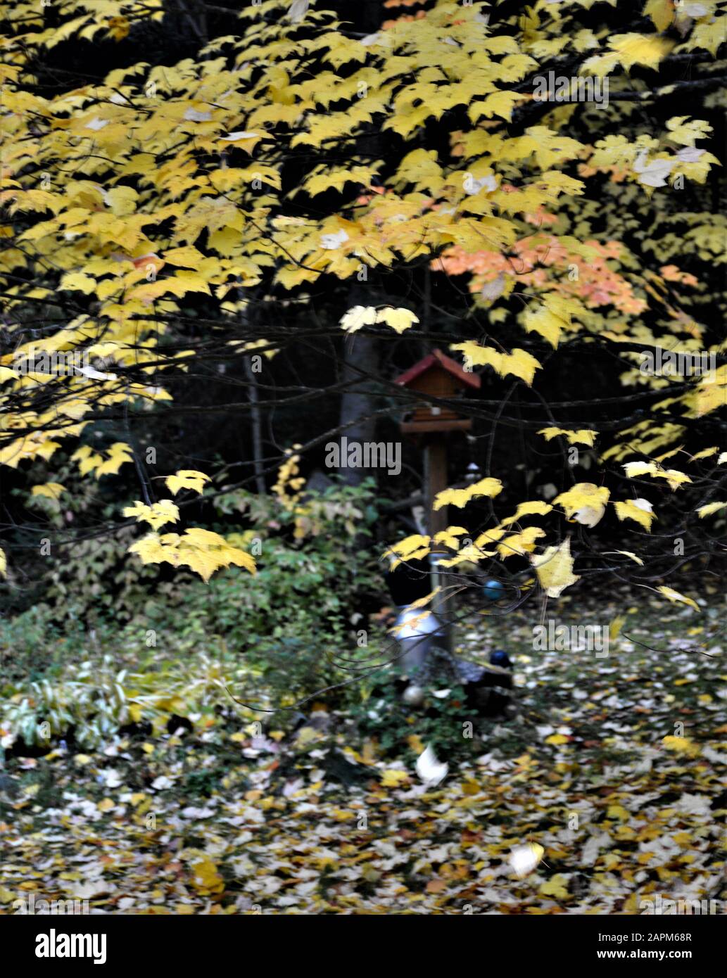Falling yellow maple leaves, blanketing the forest floor Stock Photo ...
