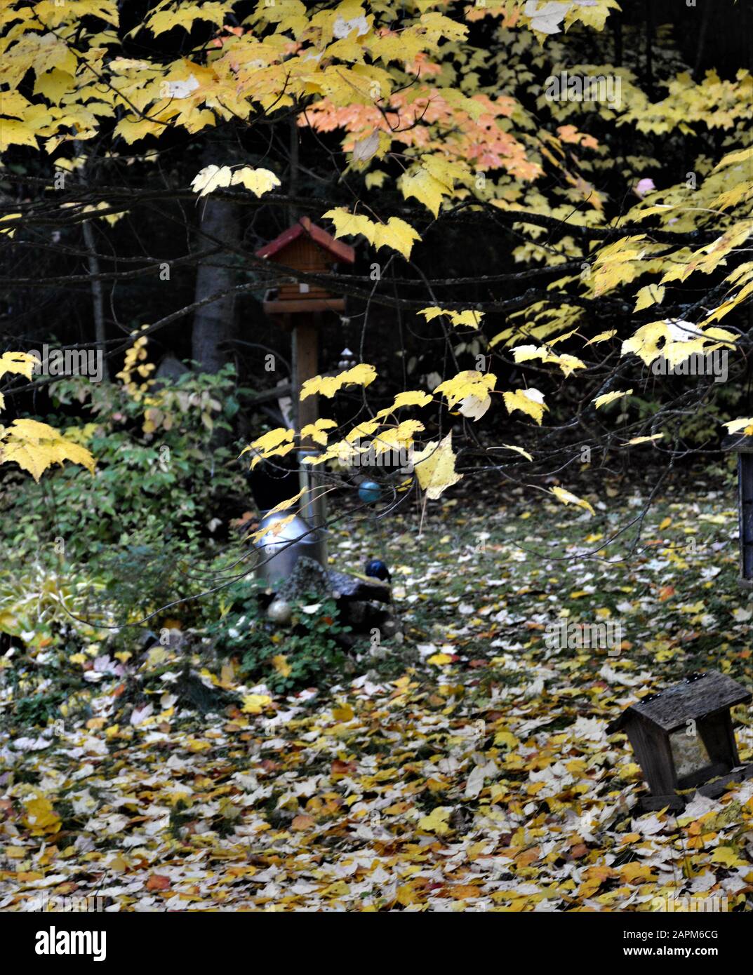 Falling yellow maple leaves, blanketing the forest floor Stock Photo ...