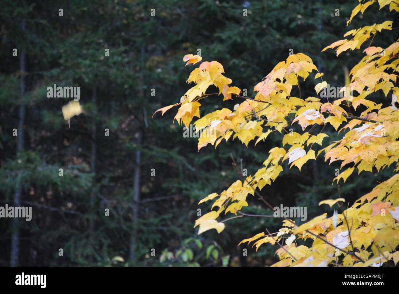 Falling yellow maple leaves, blanketing the forest floor Stock Photo ...