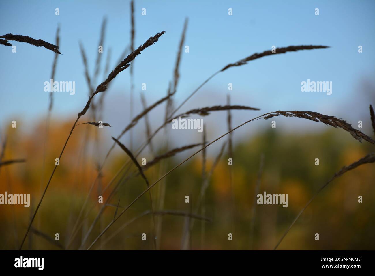Grain and grass hi-res stock photography and images - Alamy
