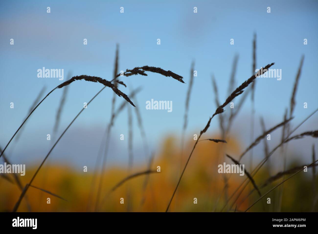 Grain and grass hi-res stock photography and images - Alamy