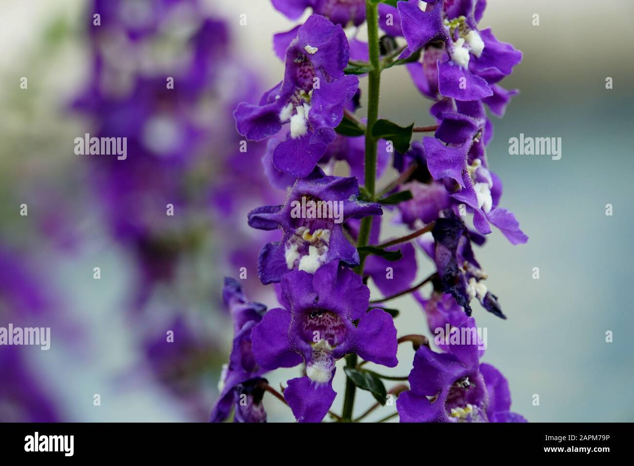 Beautiful Angelonia Angelface Super Blue flowers Stock Photo - Alamy