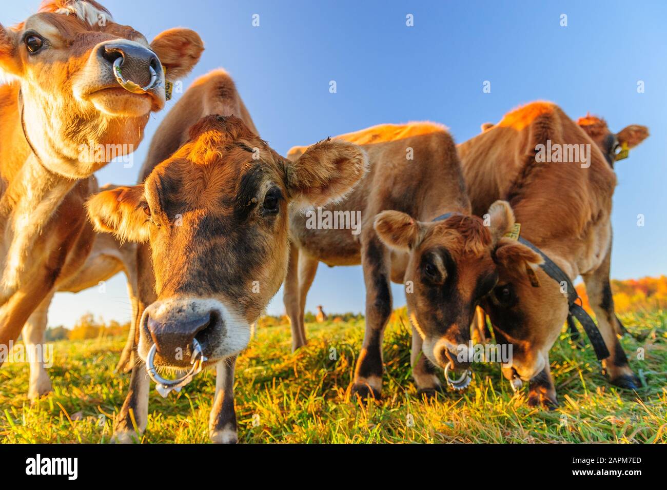 Closeup of cows looking at the camera, Stowe, Vermont, USA Stock Photo ...