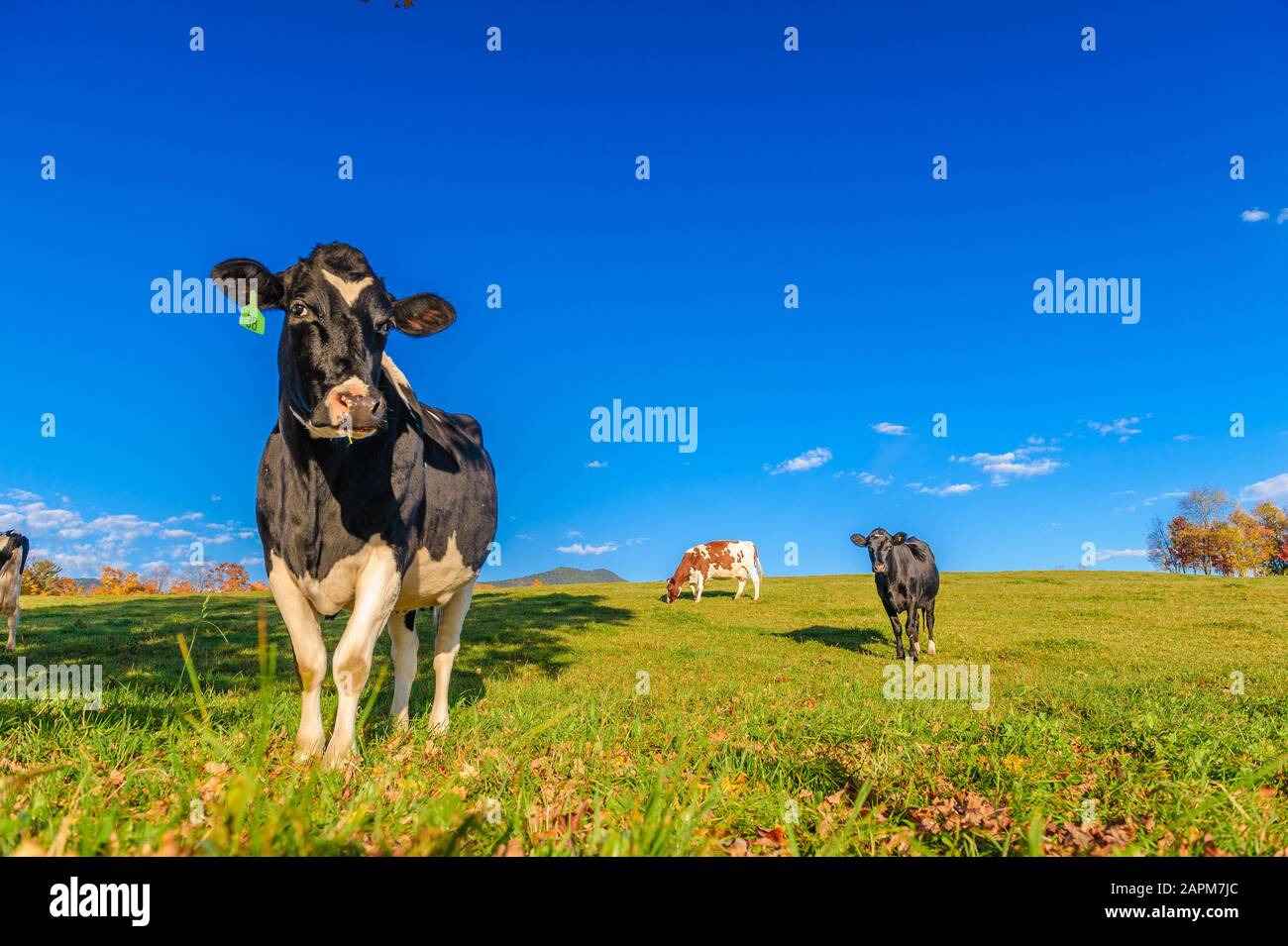 Closeup of cows looking at the camera, Stowe, Vermont, USA Stock Photo ...