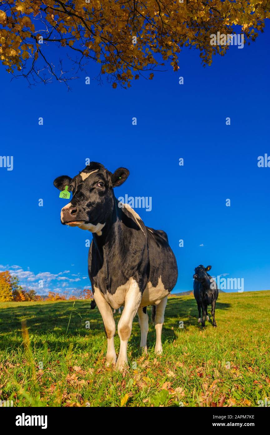 Closeup of cows looking at the camera, Stowe, Vermont, USA Stock Photo ...