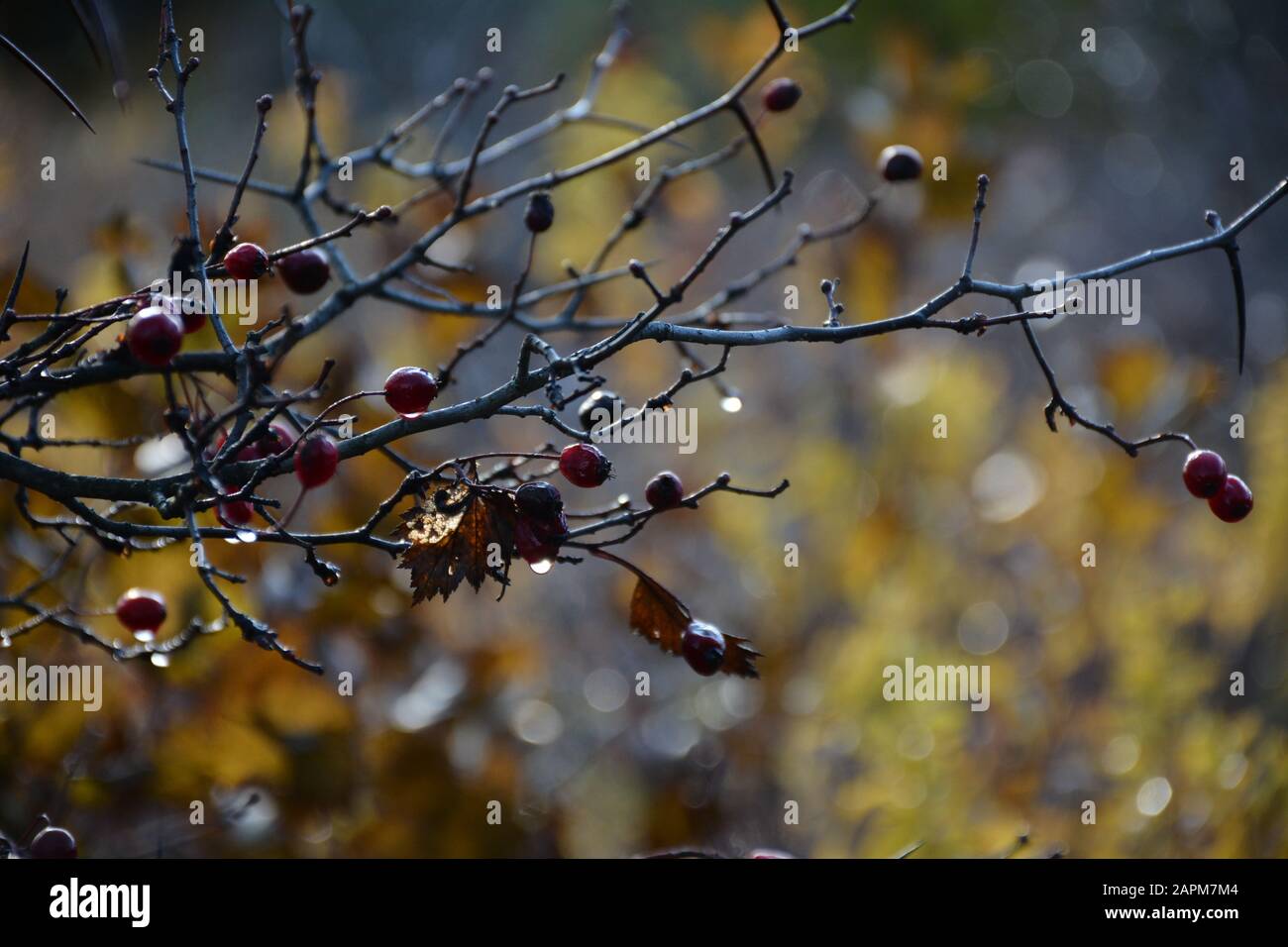 Red fall berries on branch after rain Stock Photo - Alamy