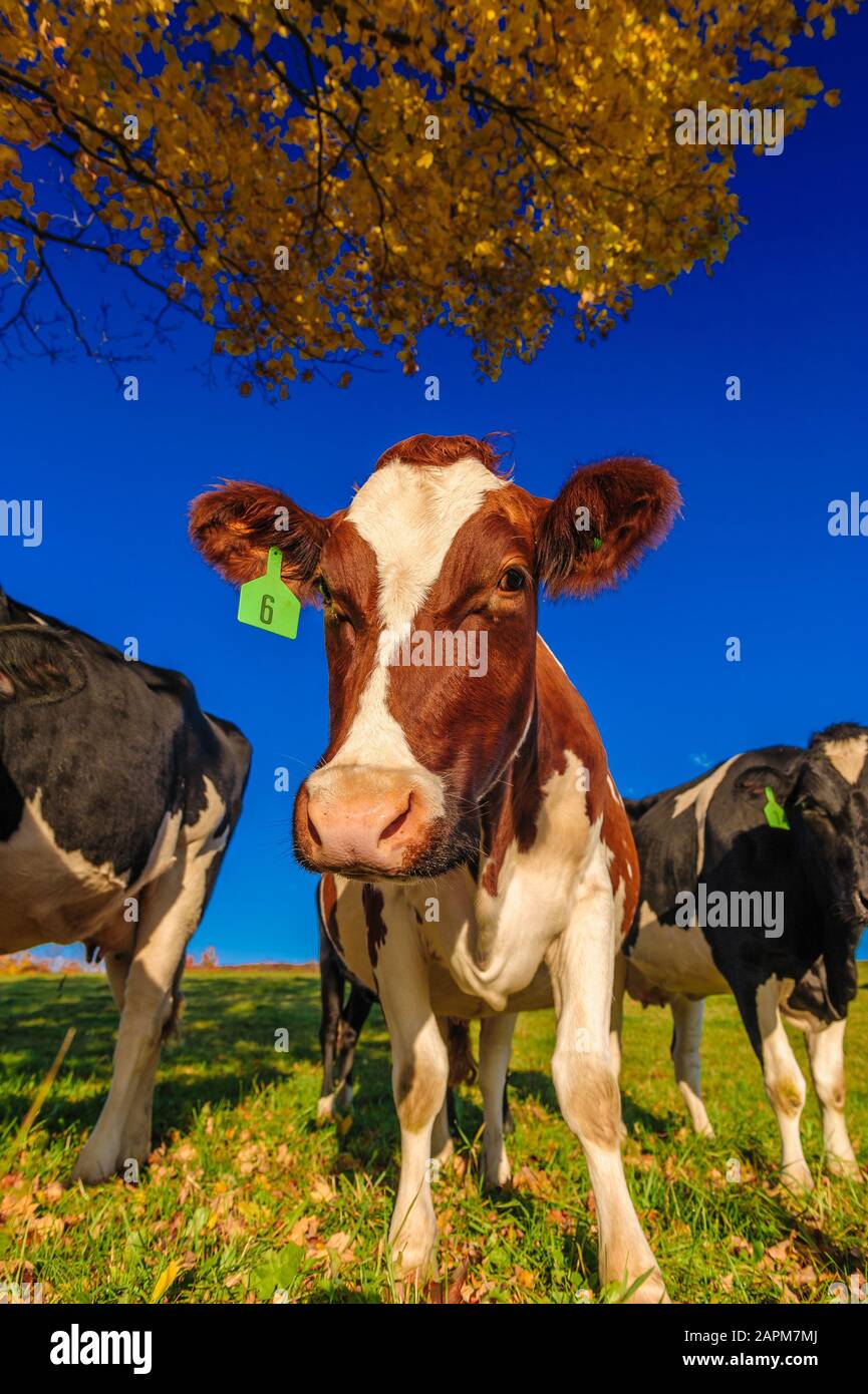 Vermont beef cattle hi-res stock photography and images - Alamy