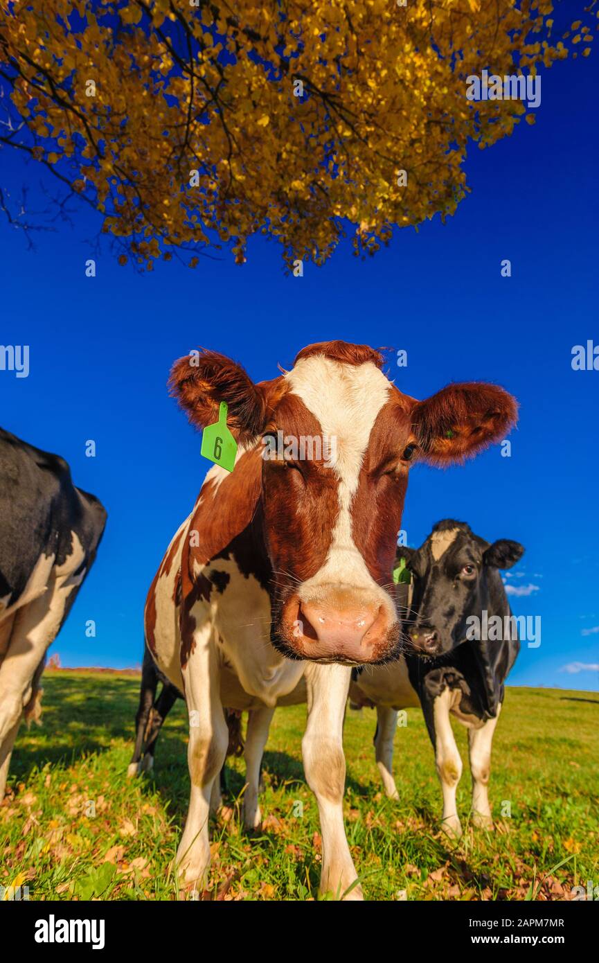 Closeup of cows looking at the camera, Stowe, Vermont, USA Stock Photo ...
