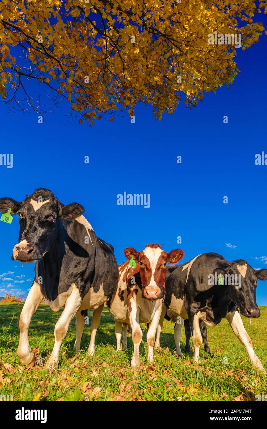 Closeup of cows looking at the camera, Stowe, Vermont, USA Stock Photo ...