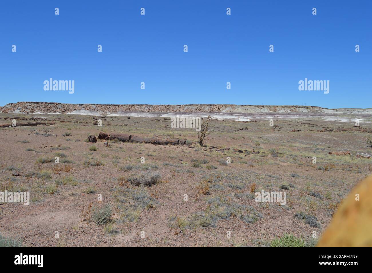 Petrified National Forest Field Desert Stock Photo - Alamy