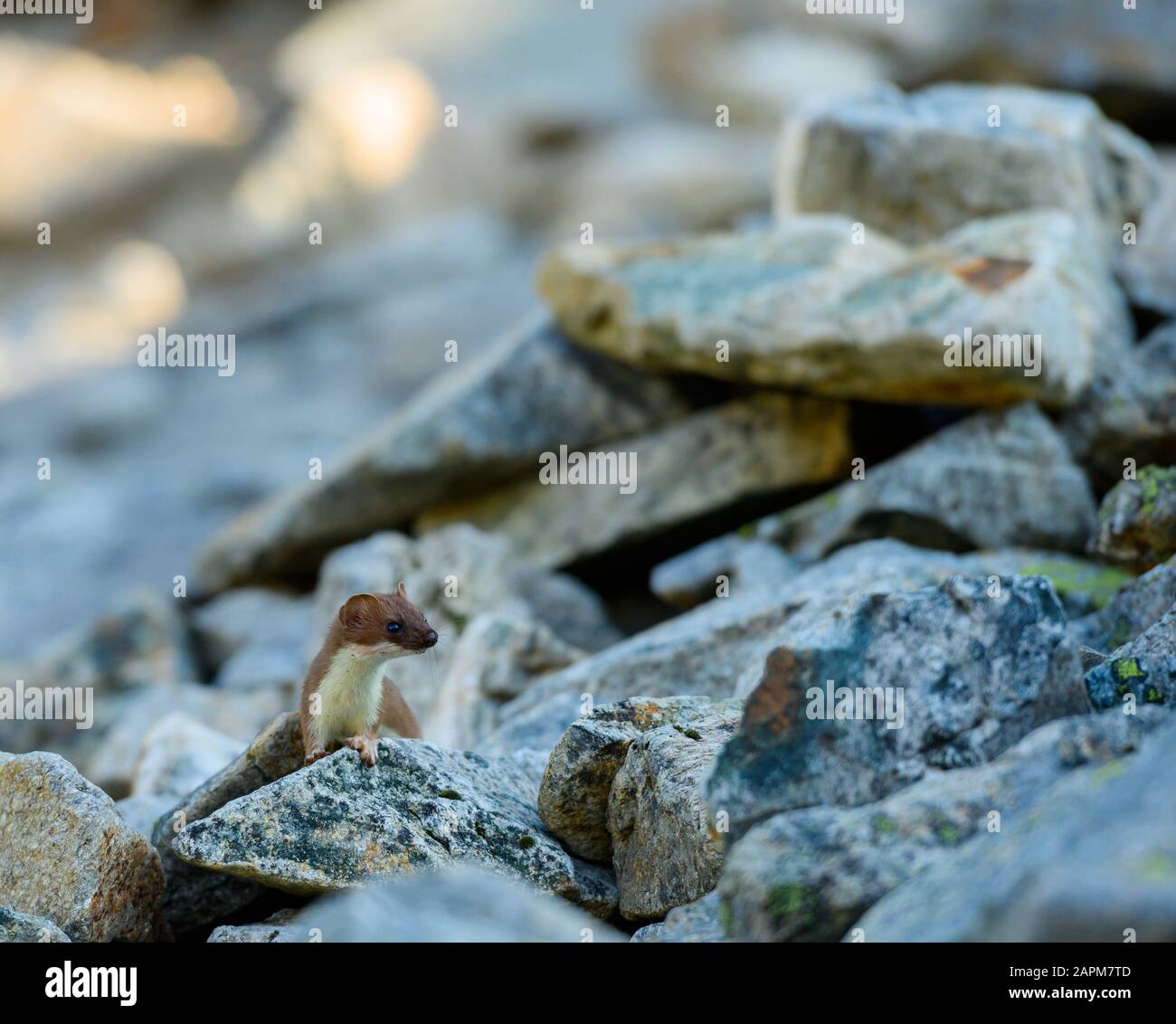 Ermine rodent hi-res stock photography and images - Alamy