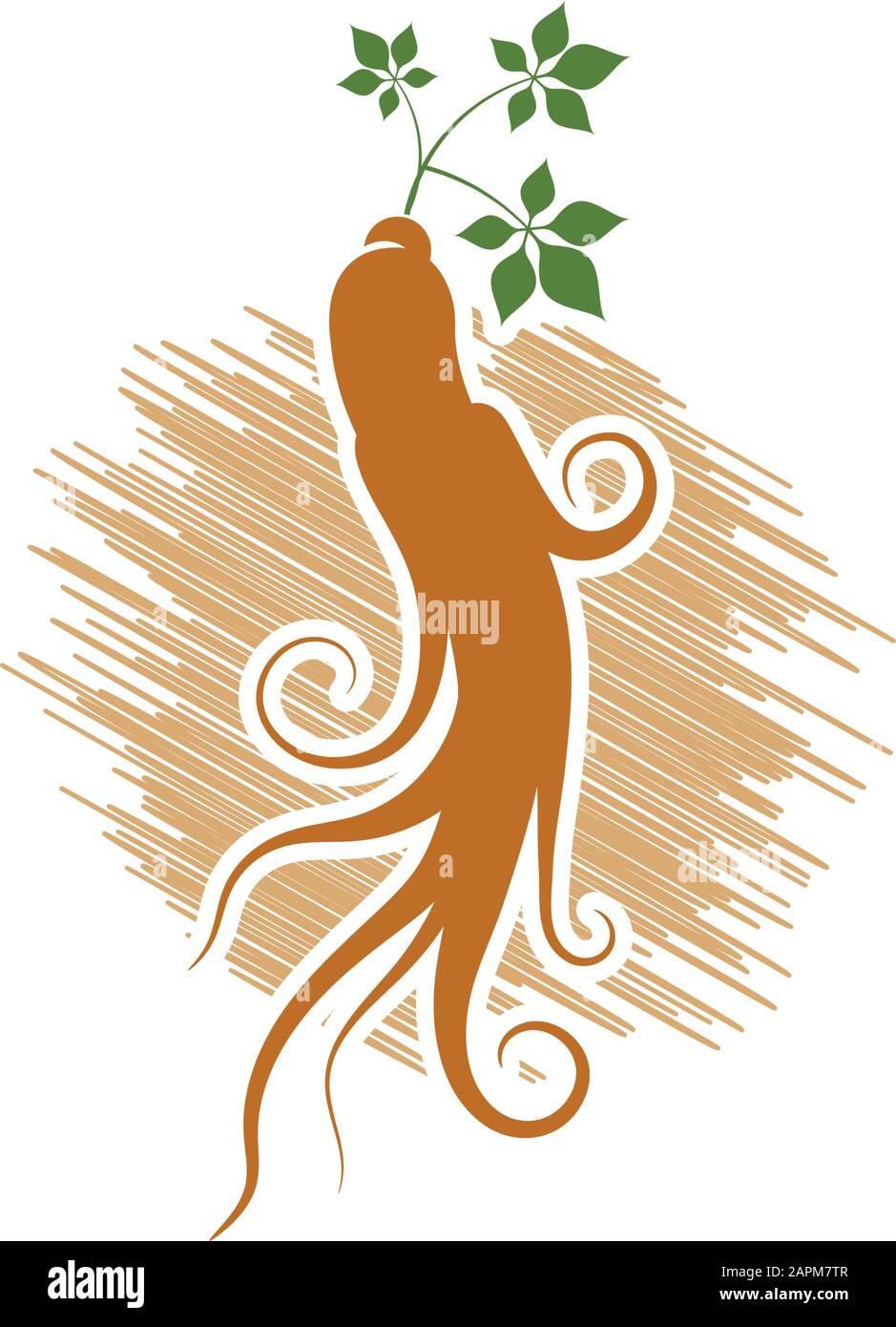 Ginseng vector icon illustration design template Stock Vector Image ...