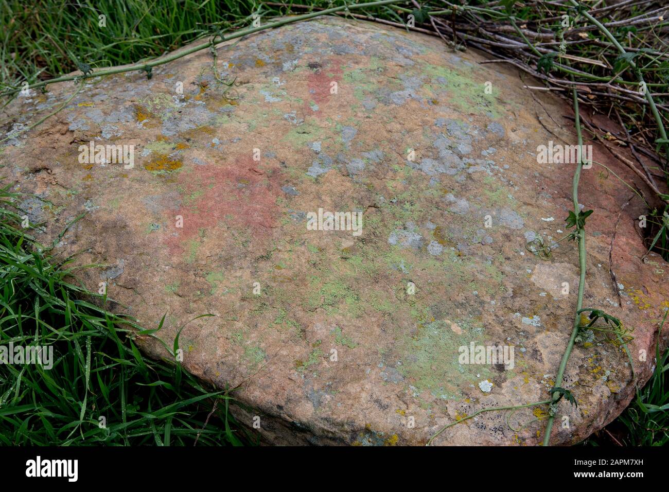 Different types of Lichen growing on a rock in the Cleveland national ...