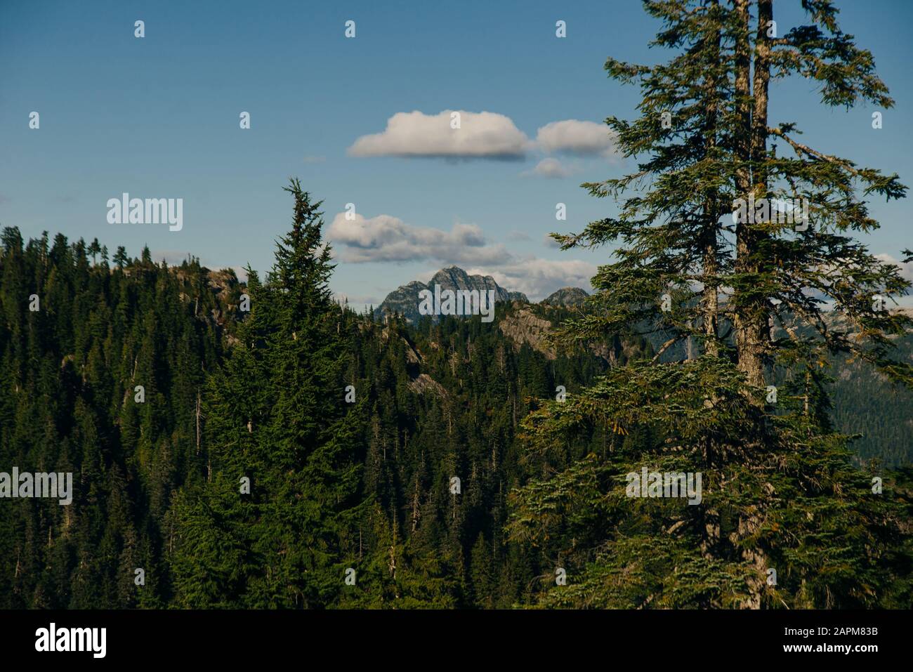 Sun rays in bc forest hi-res stock photography and images - Alamy