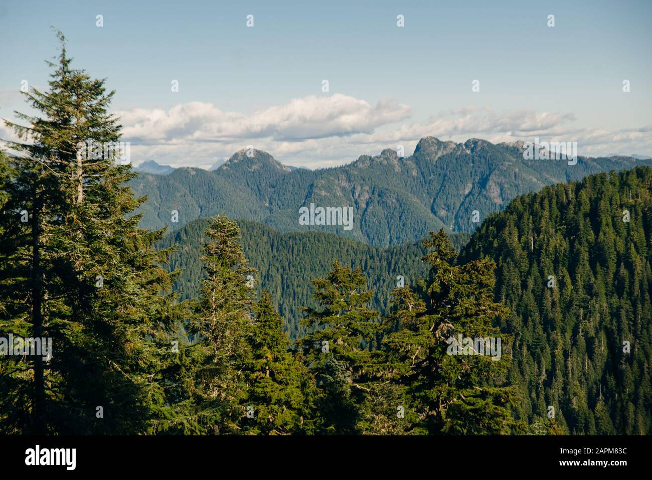 Sun rays in bc forest hi-res stock photography and images - Alamy