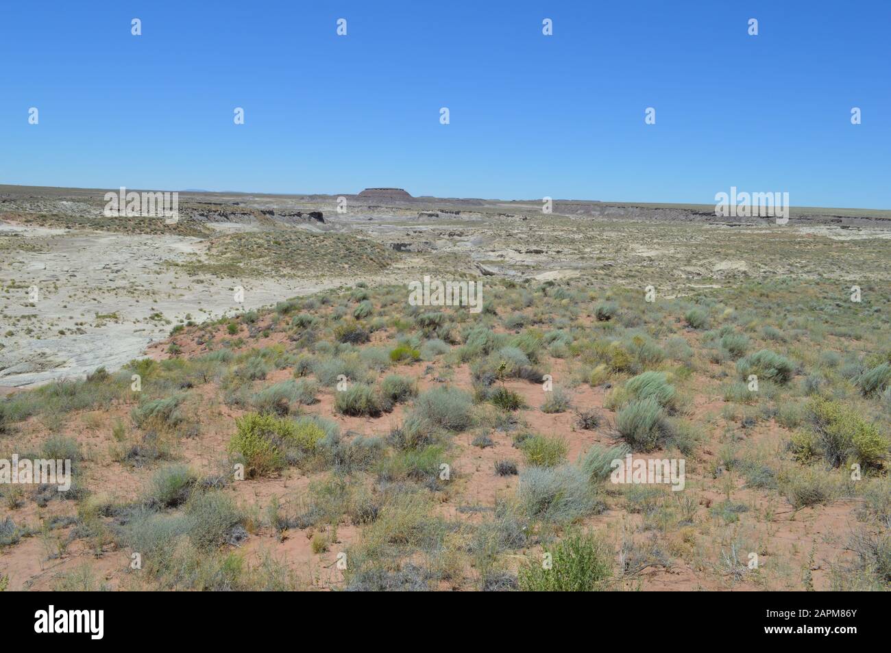 Petrified National Forest Field Desert Stock Photo - Alamy