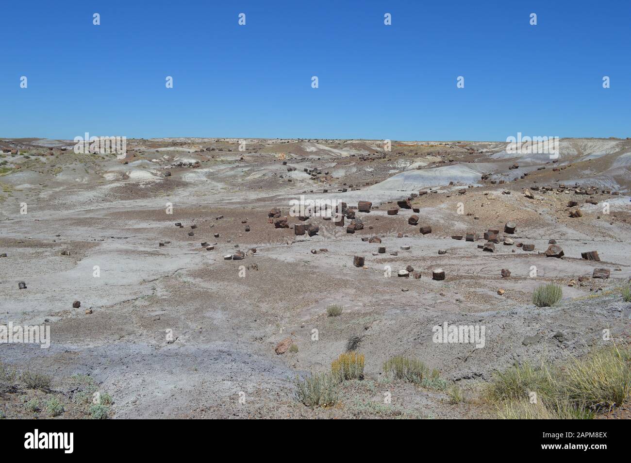 Petrified National Forest Field Desert Stock Photo - Alamy
