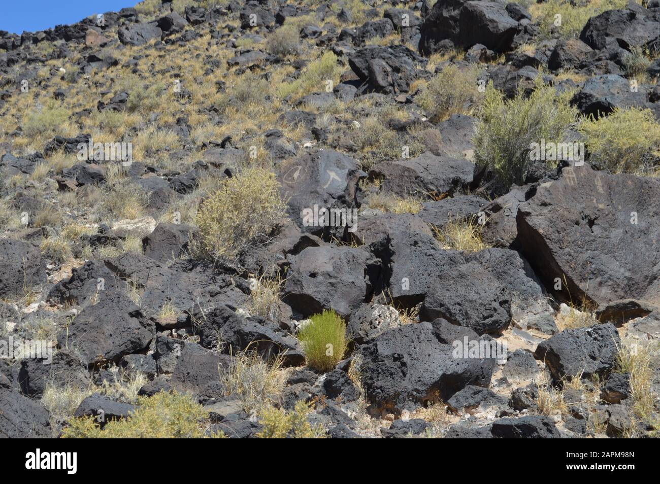 Petrified National Forest Field Desert Stock Photo - Alamy