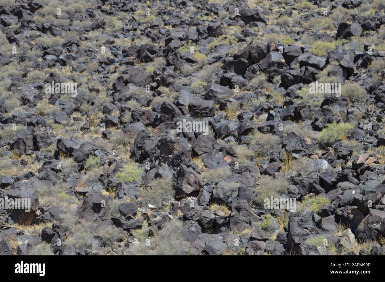 Petrified National Forest Field Desert Stock Photo - Alamy