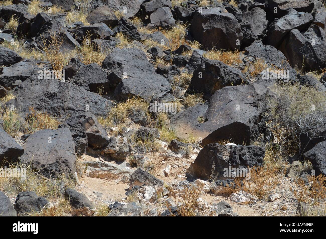 Petrified National Forest Boulder Field Stock Photo - Alamy