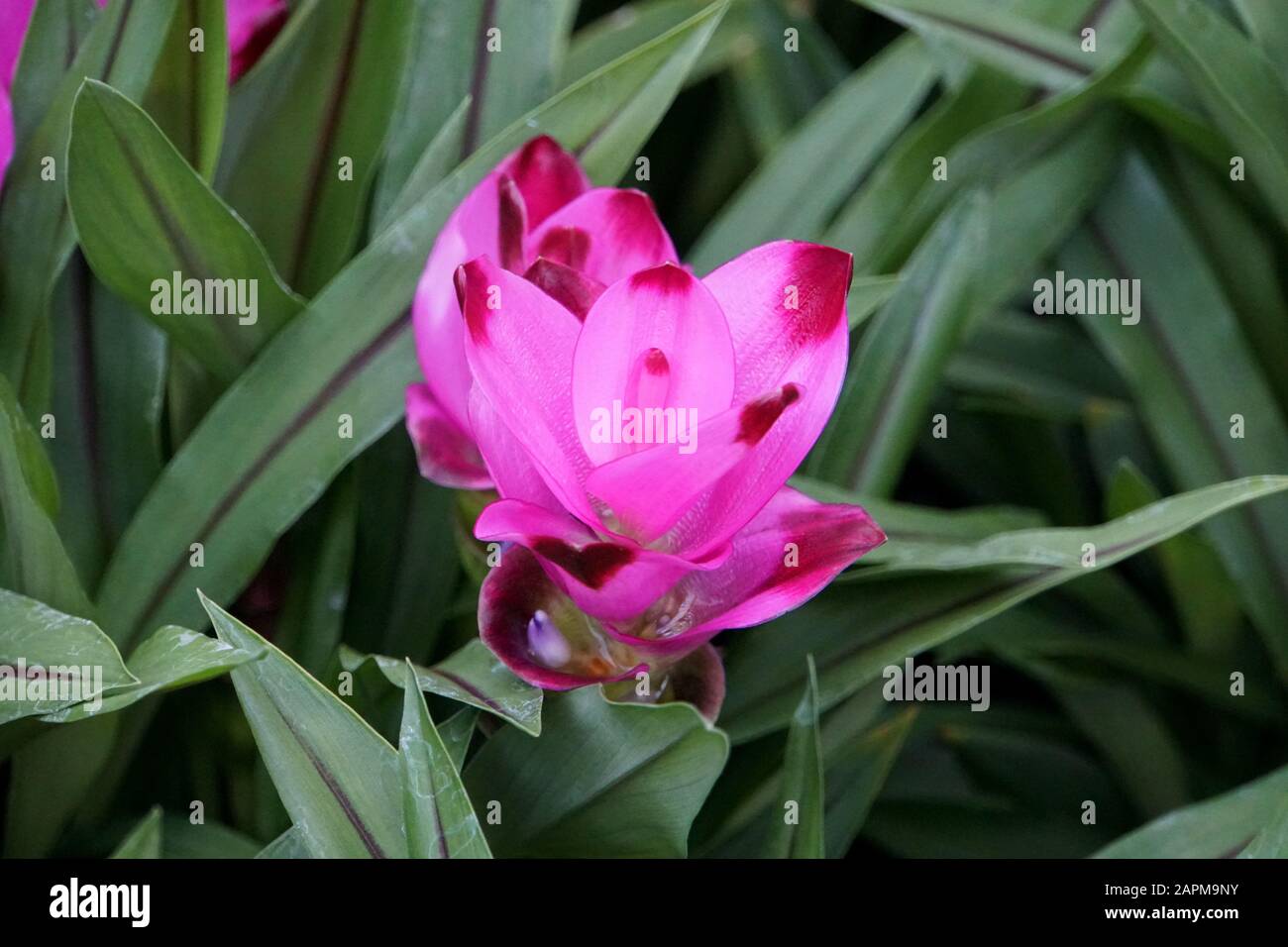 Beautiful pink and purple color of Curcuma Curalimei Siam Splash flower ...