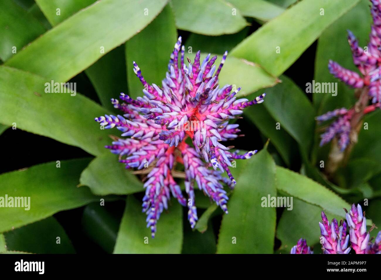 Bright cluster of blue and red color of Aechmea Blue Tango plant Stock ...