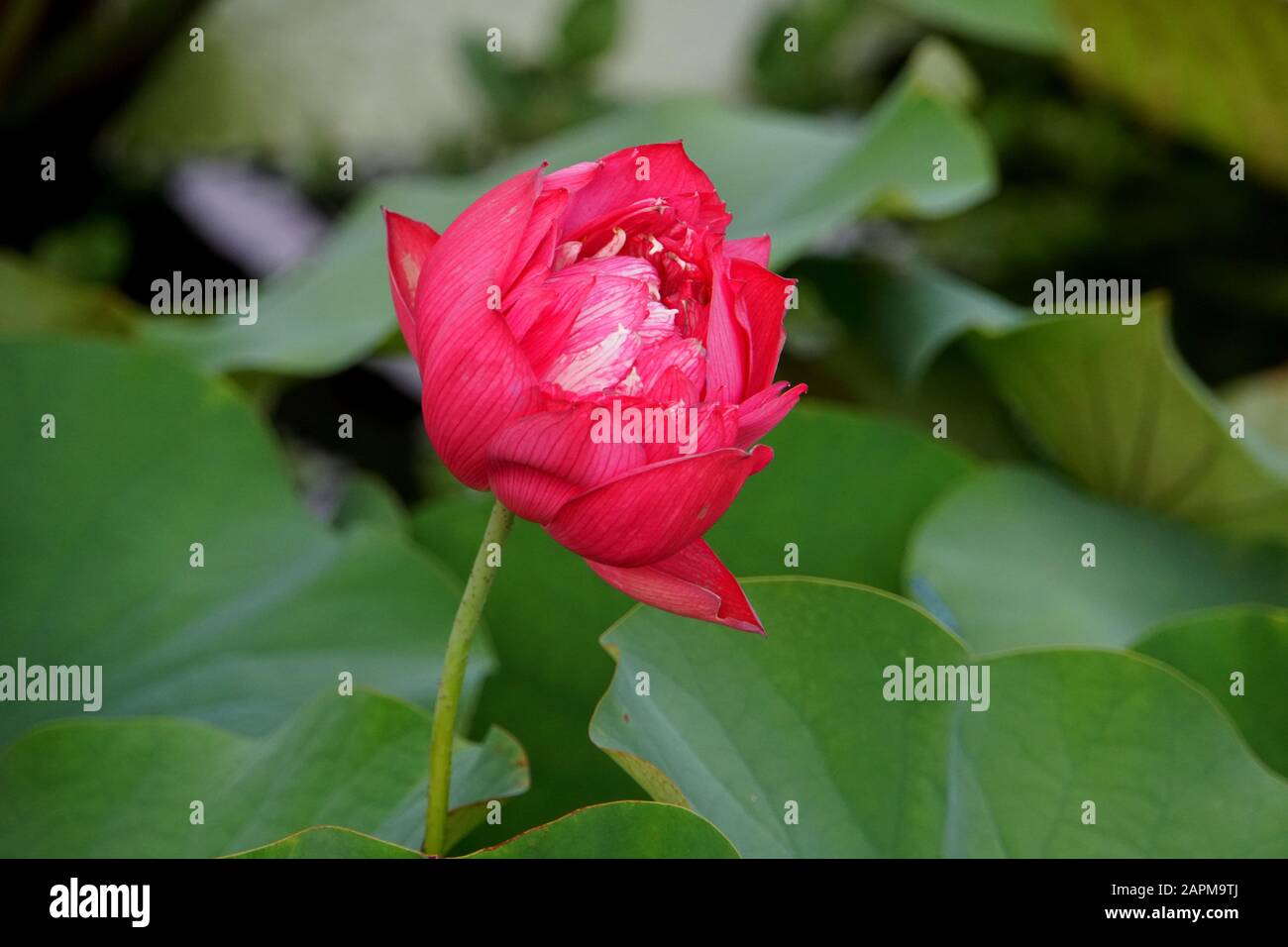Heart blood lotus hi-res stock photography and images - Alamy