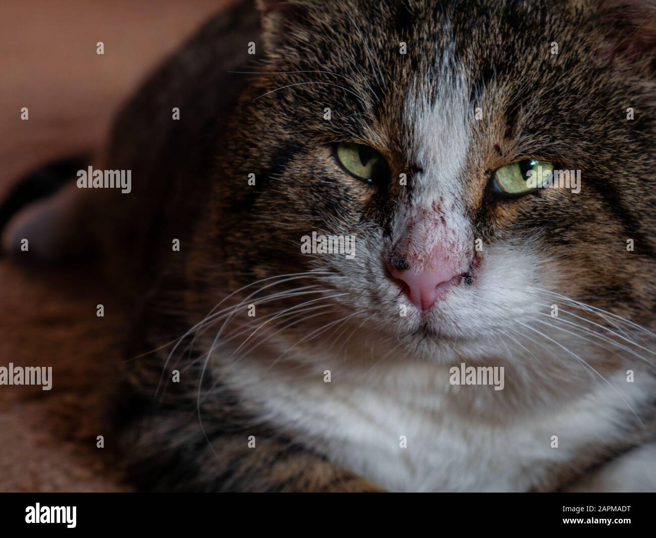The big cat muzzle is a close-up Stock Photo - Alamy