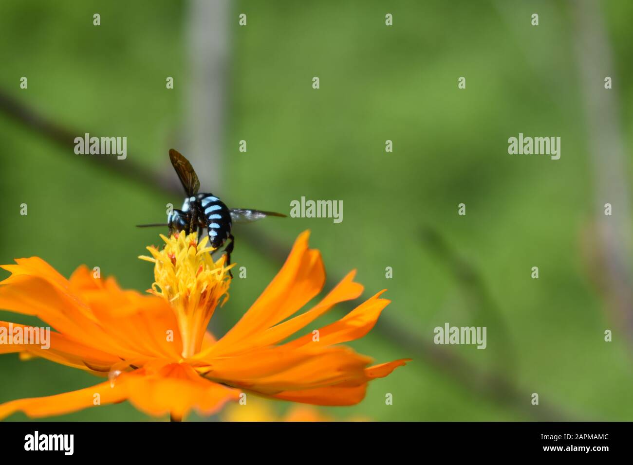 Cloak and dagger bee hi-res stock photography and images - Alamy